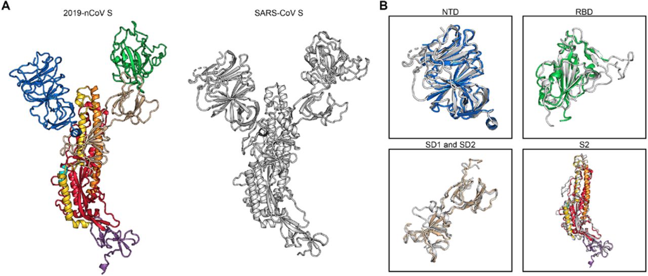 Sars Cov 2与sars Cov 基因组比对 受体结合蛋白 南京铭研生物